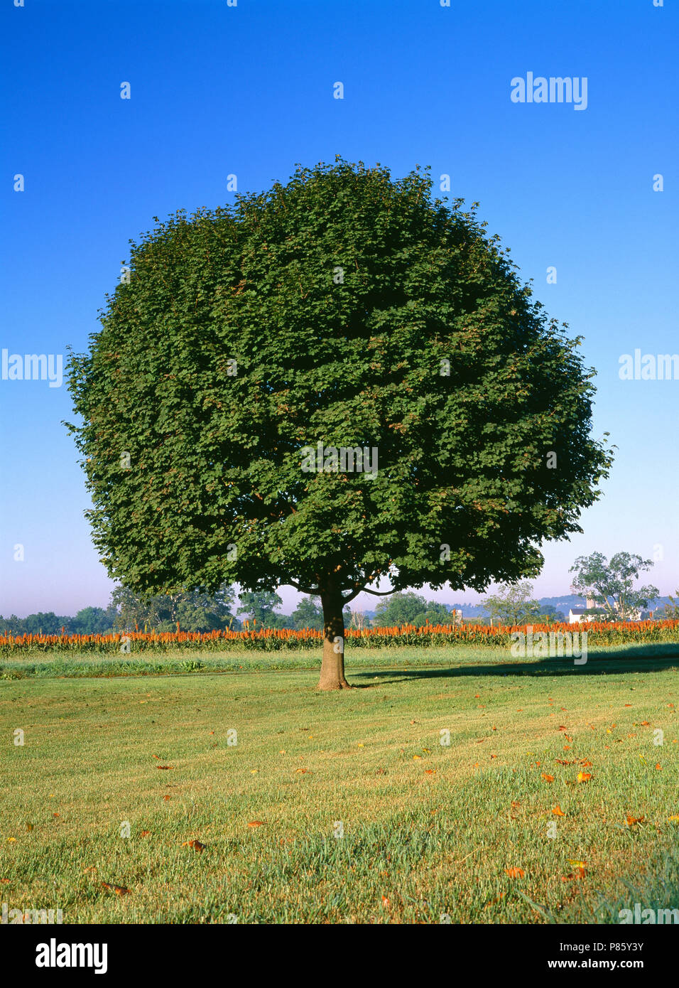 NORWAY MAPLE TREE IN SUMMER (ACER PLATANOIDES) [FOUR SEASON SERIES ...