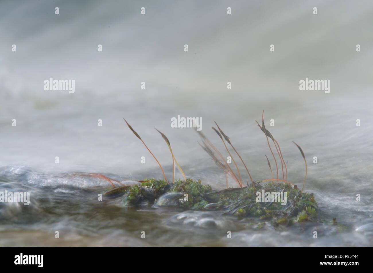 Mos in snelstromend smeltwater; Moss in fastflowing water Stock Photo ...