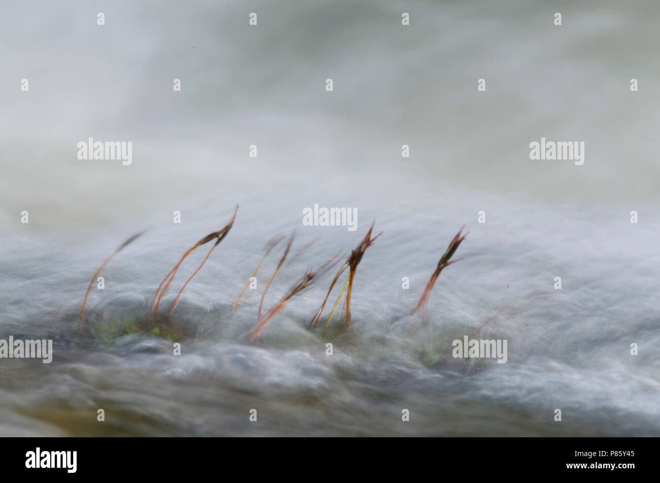 Mos in snelstromend smeltwater; Moss in fastflowing water Stock Photo ...