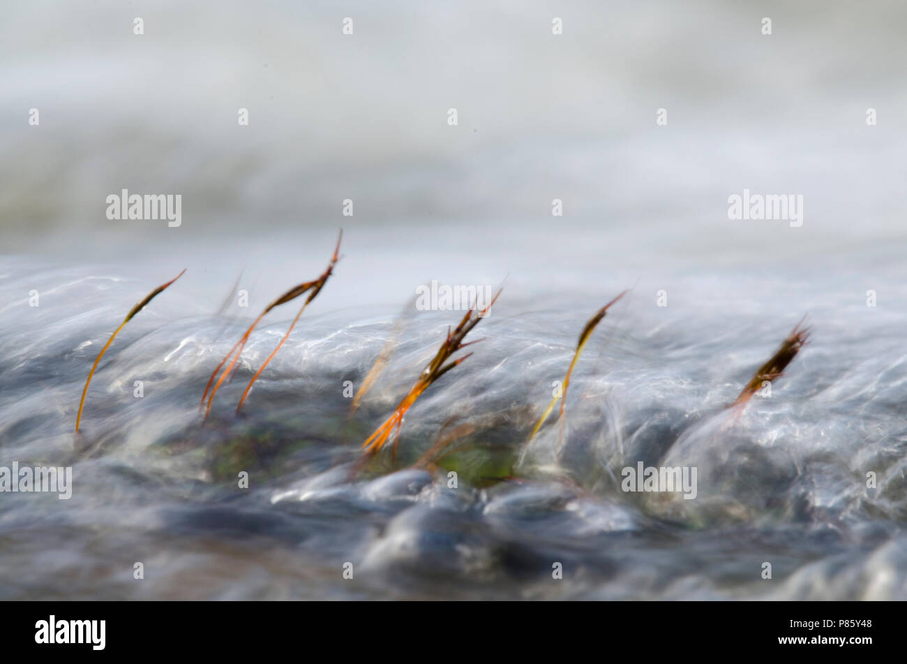 Moss in the water hi-res stock photography and images - Alamy