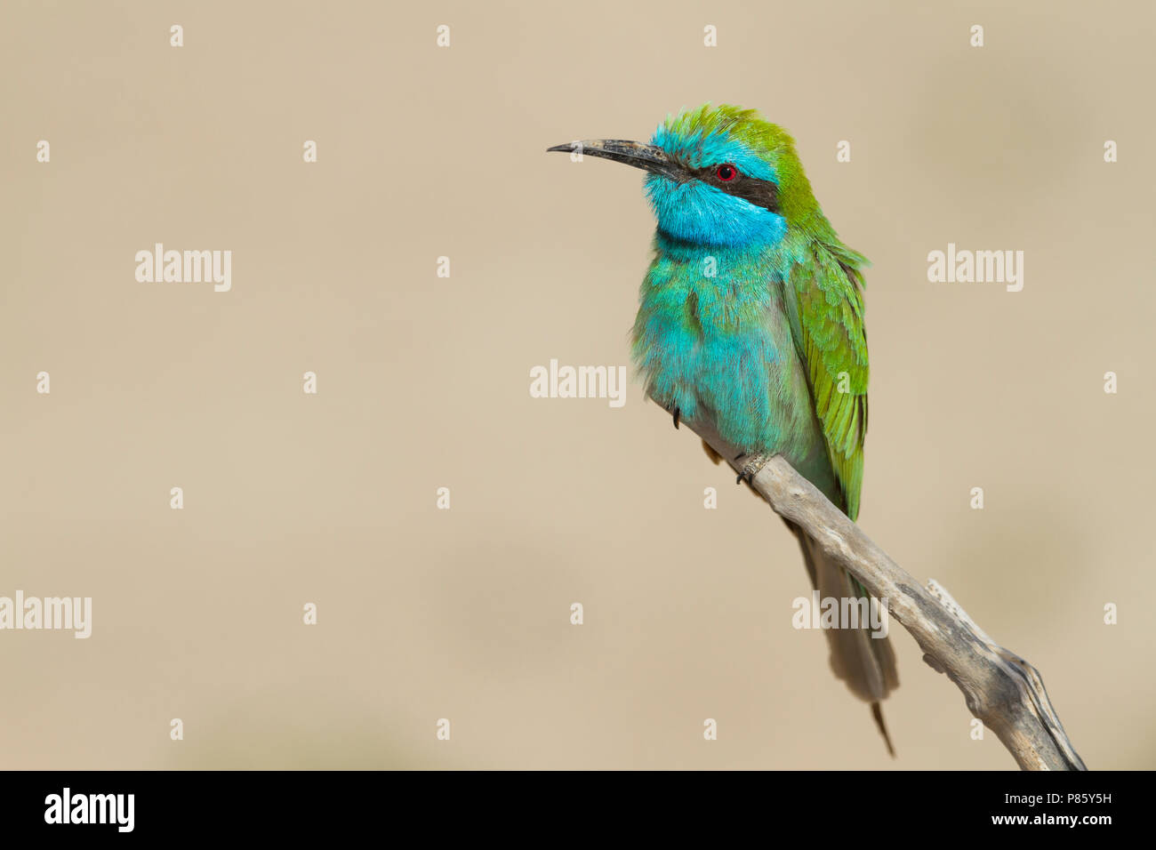 Arabian (Little) Green Bee-eater - Smaragdspint - Merops cyanophrys ssp ...