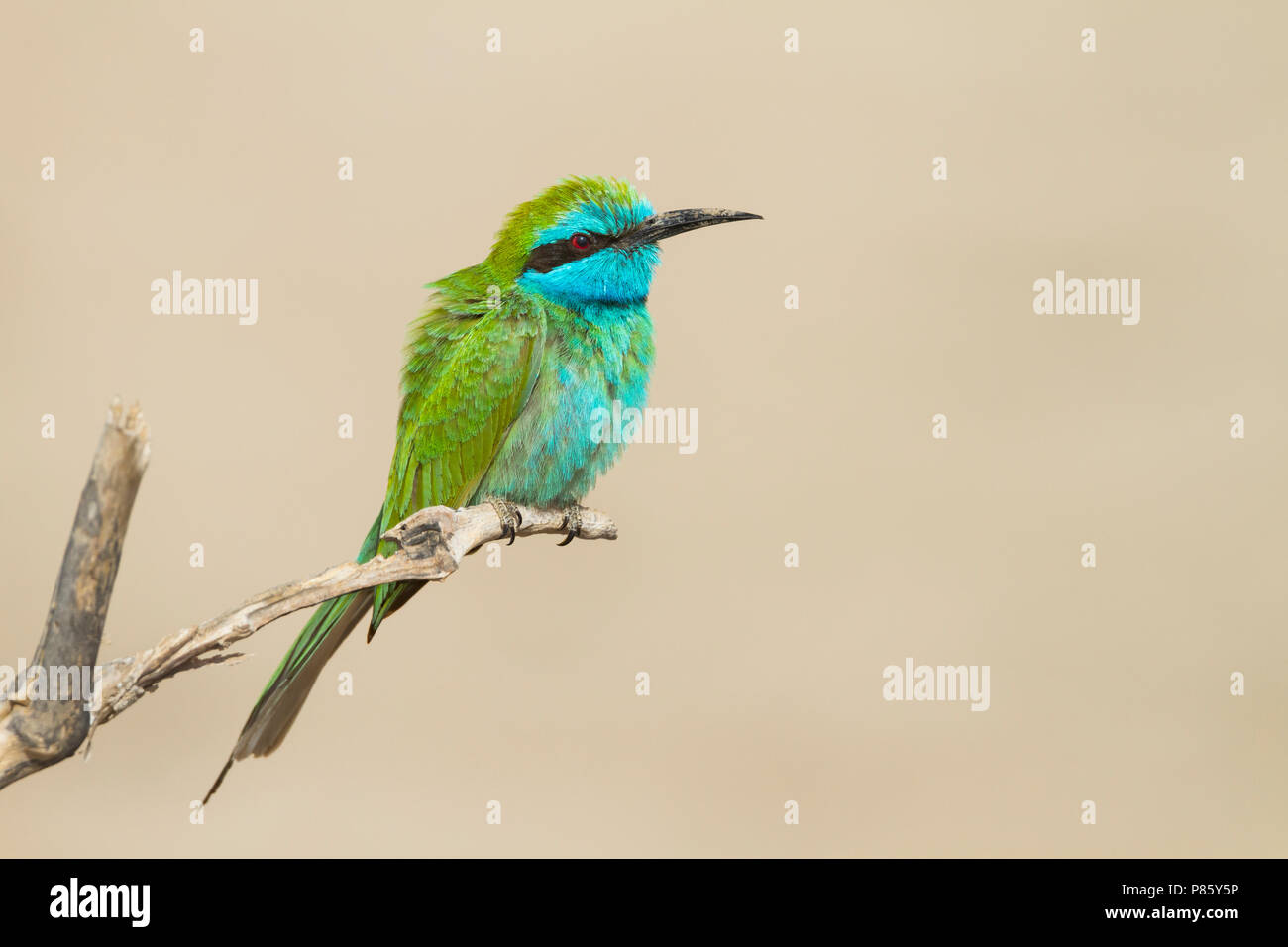 Arabian (Little) Green Bee-eater - Smaragdspint - Merops cyanophrys ssp ...