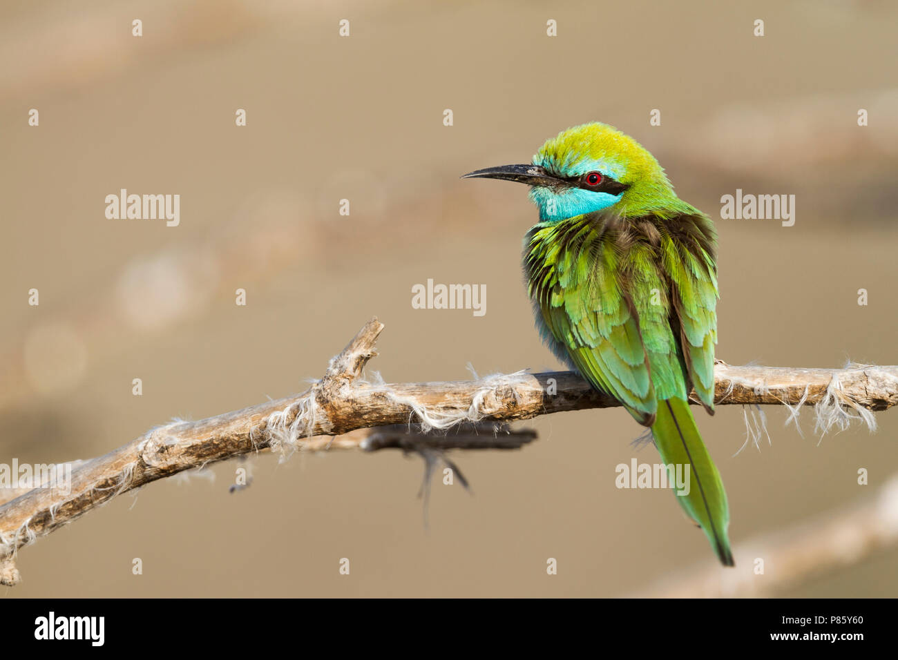 Arabian (Little) Green Bee-eater - Smaragdspint - Merops cyanophrys ssp ...