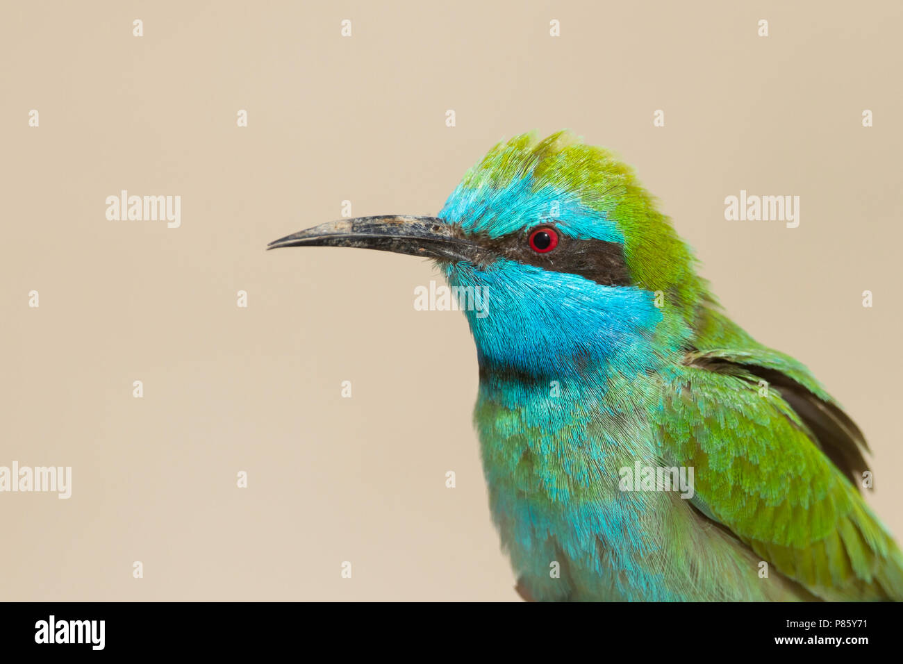 Arabian (Little) Green Bee-eater - Smaragdspint - Merops cyanophrys ssp ...