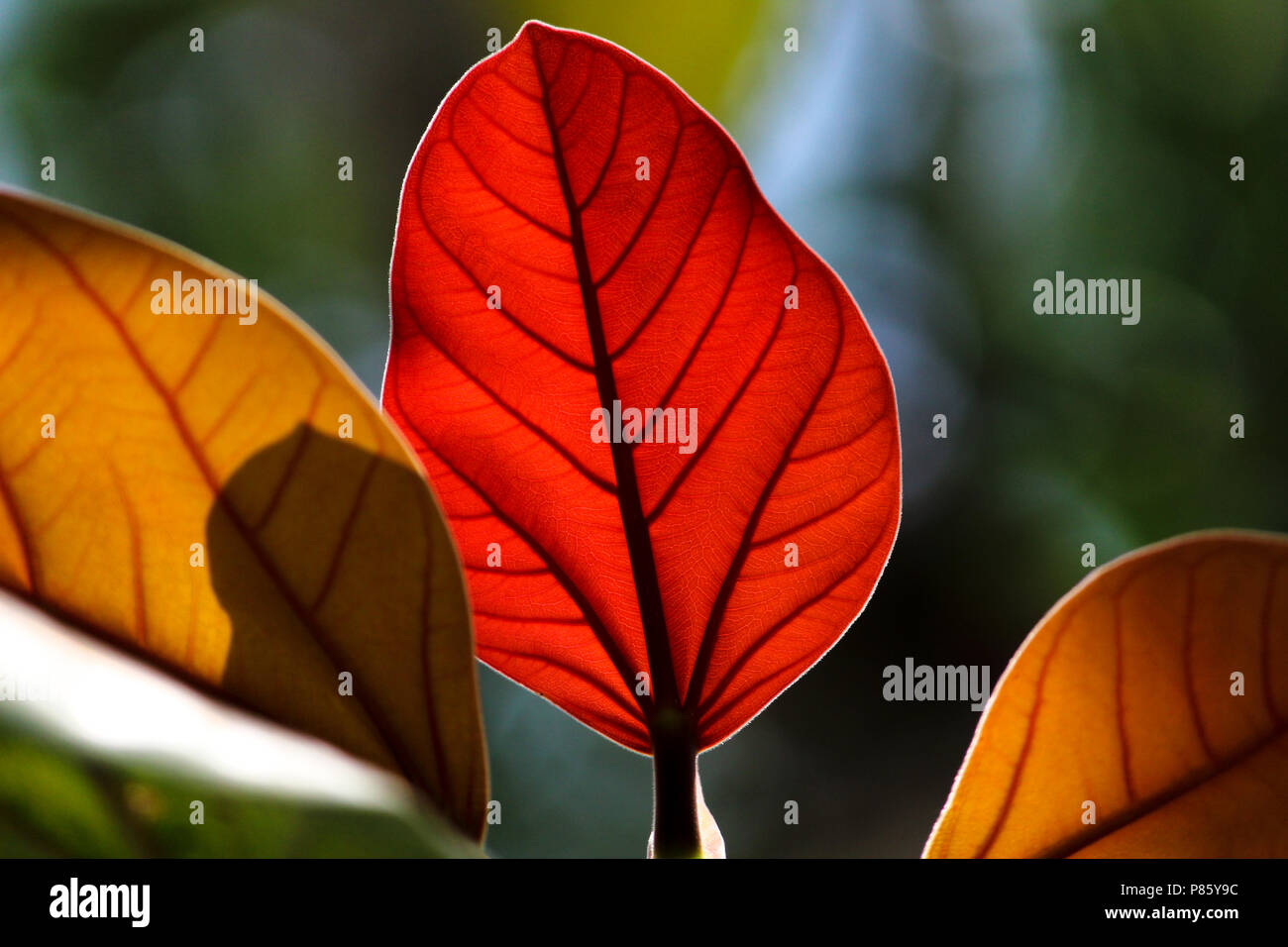 Spark of life hi-res stock photography and images - Alamy