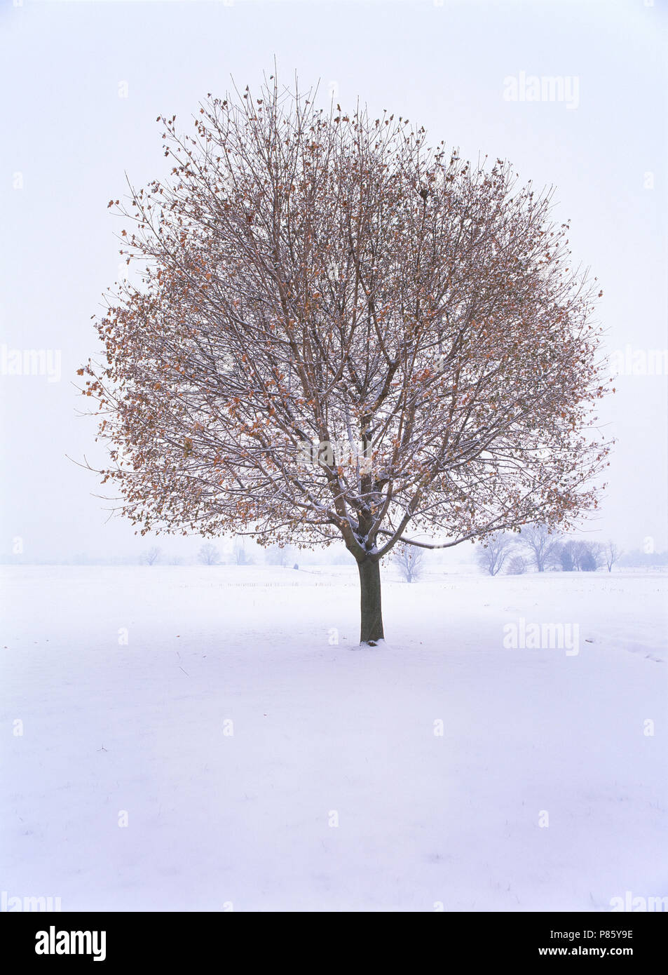 NORWAY MAPLE TREE IN WINTER (ACER PLATANOIDES) [FOUR SEASON SERIES ...
