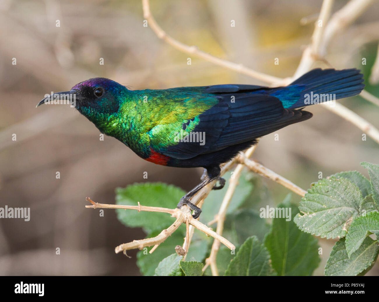 Shining Sunbird (Cinnyris habessinicus hellmayri) in Oman Stock Photo ...