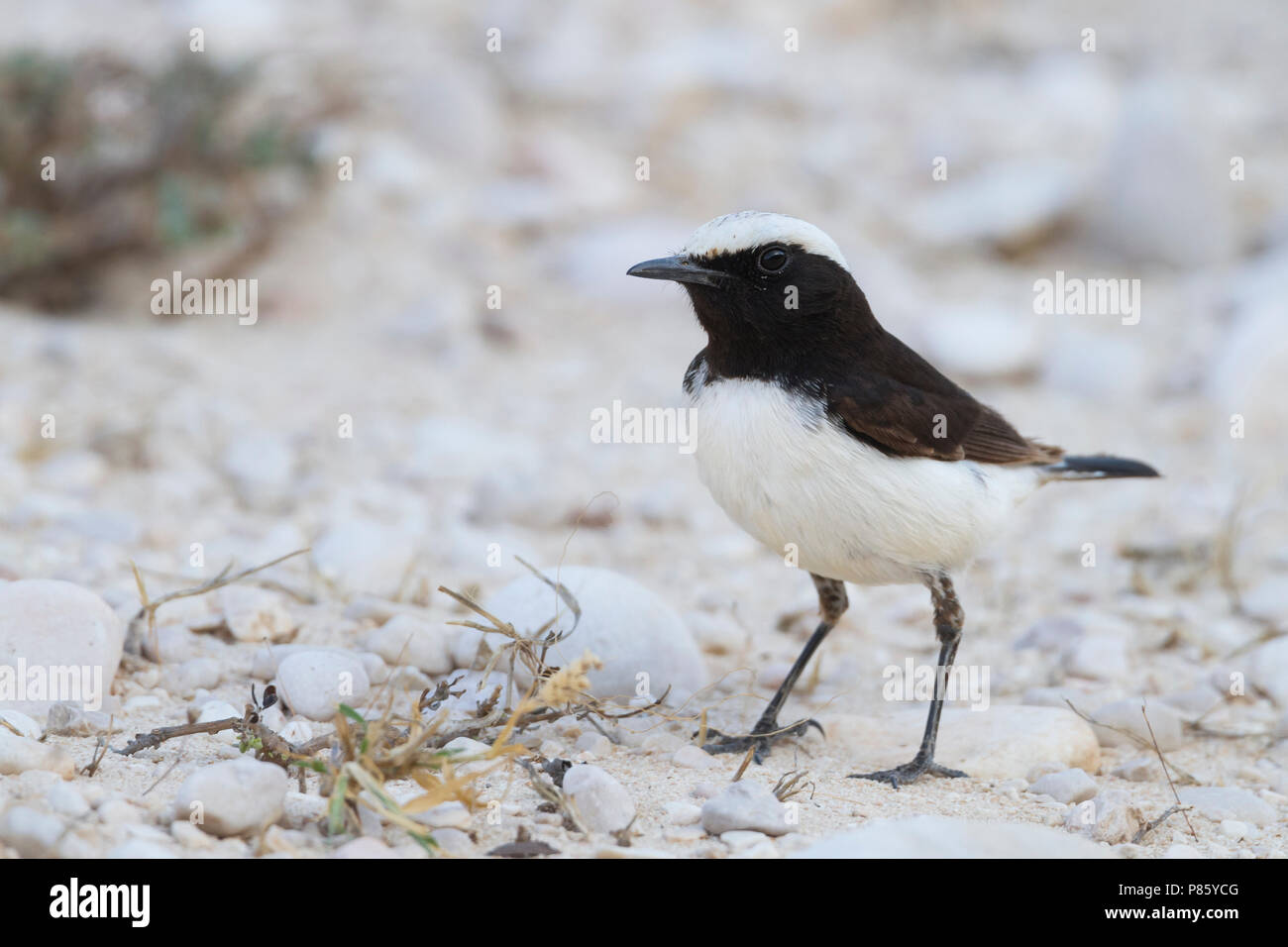 Arabische rouwtapuit hi-res stock photography and images - Alamy