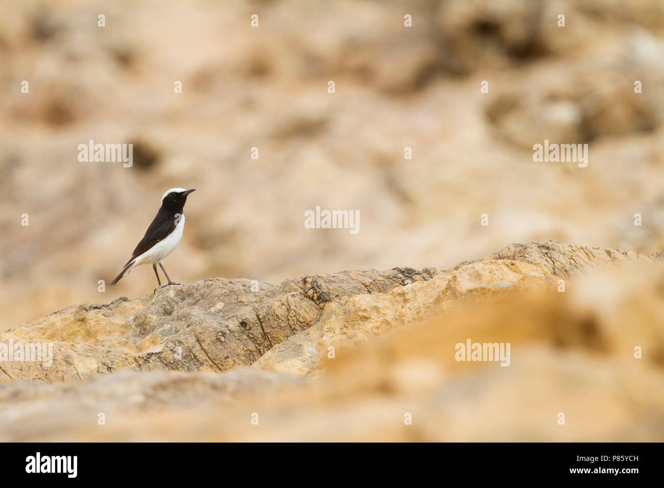 Arabische rouwtapuit hi-res stock photography and images - Alamy