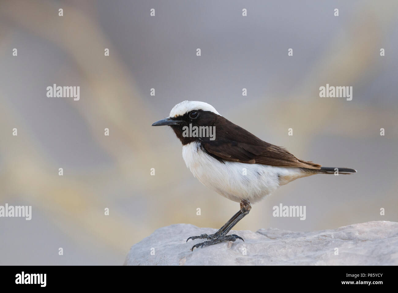 Oman and south arabian wheatear hi-res stock photography and images - Alamy
