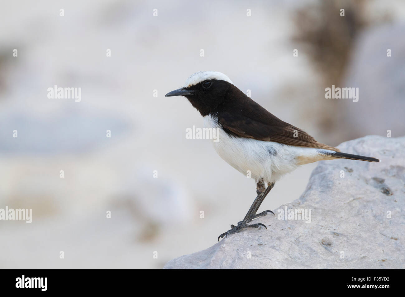 Oman and south arabian wheatear hi-res stock photography and images - Alamy
