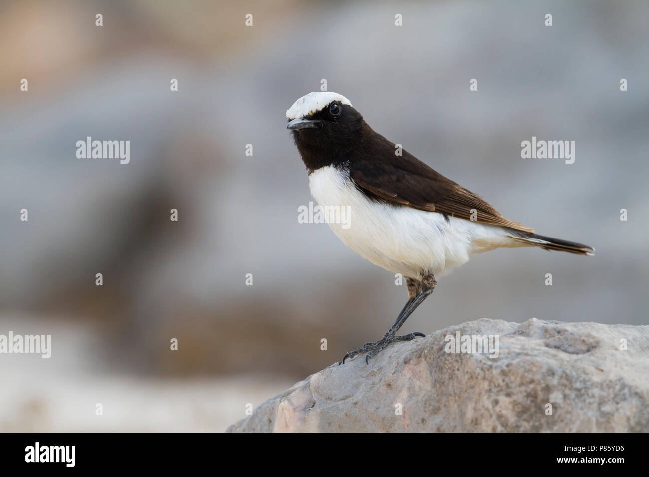 Arabian Wheatear - Schwarzrücken-Steinschmätzer - Oenanthe lugens ssp ...