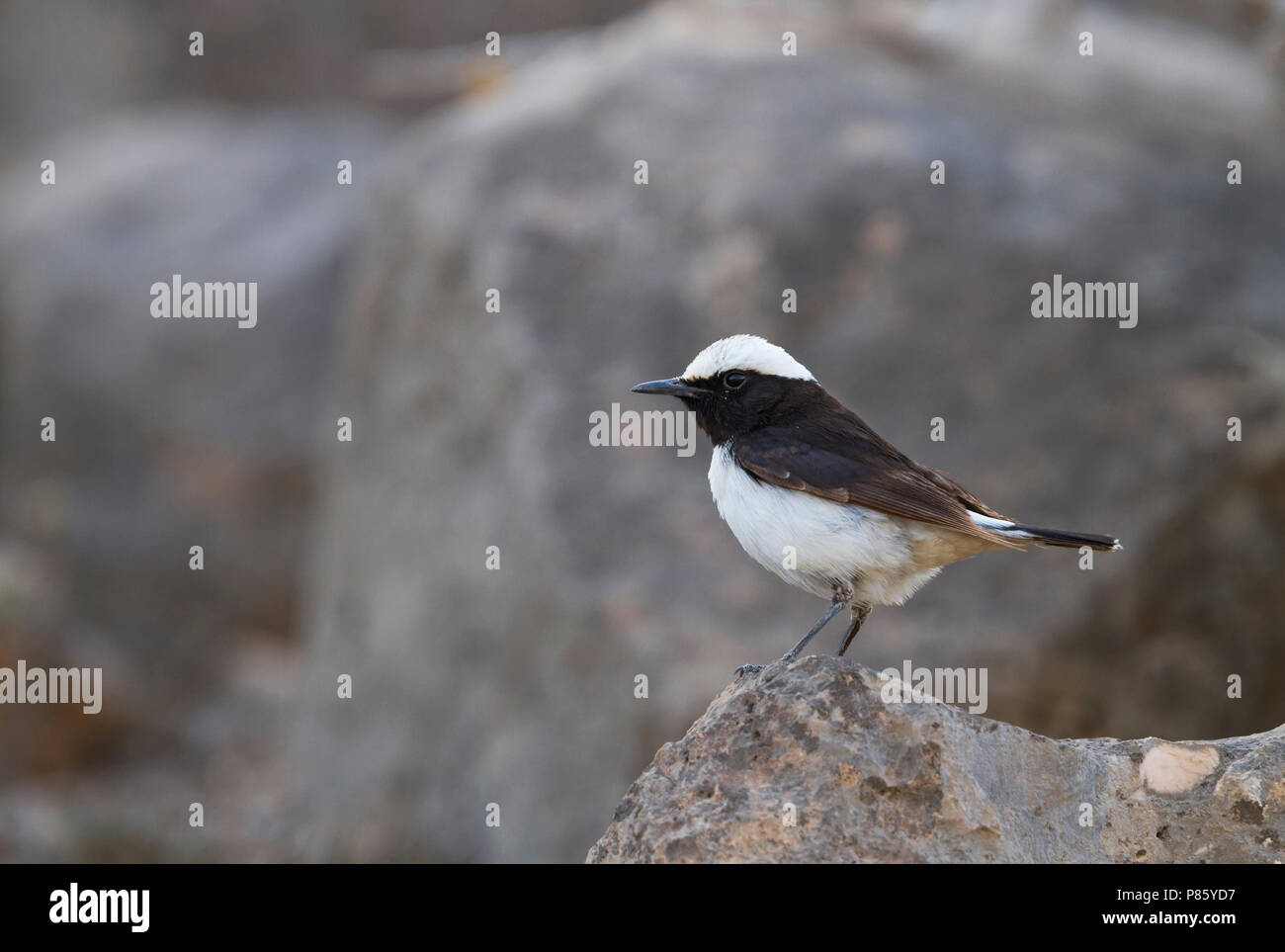 Arabian Wheatear - Schwarzrücken-Steinschmätzer - Oenanthe lugens ssp ...