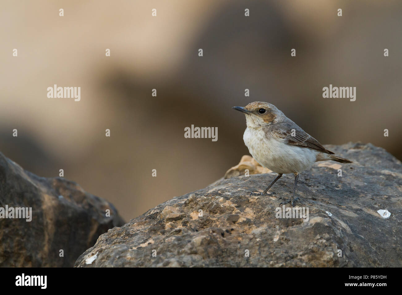 Arabian Wheatear - Schwarzrücken-Steinschmätzer - Oenanthe lugens ssp ...