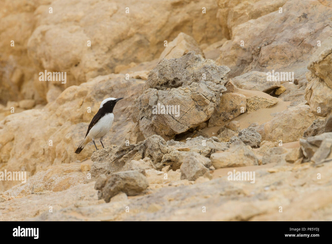 Oman and south arabian wheatear hi-res stock photography and images - Alamy