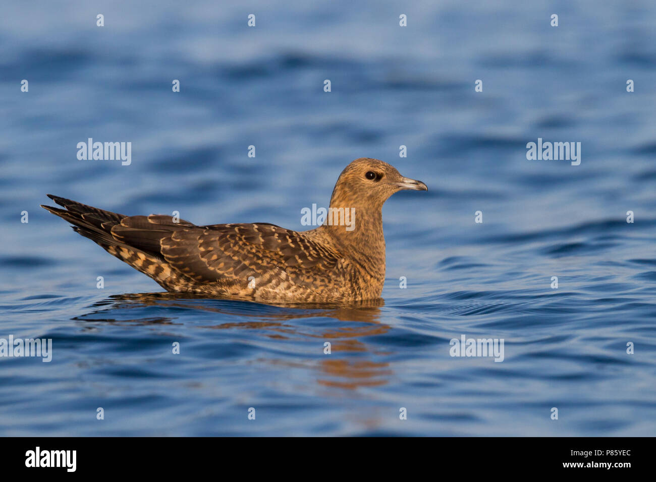 Kleine Jager, Parasitic Jaeger, Germany, 1st cy Stock Photo - Alamy
