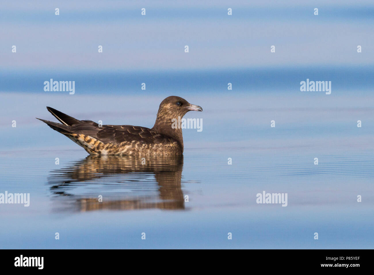 Kleine Jager, Parasitic Jaeger, Germany, 1st cy Stock Photo - Alamy
