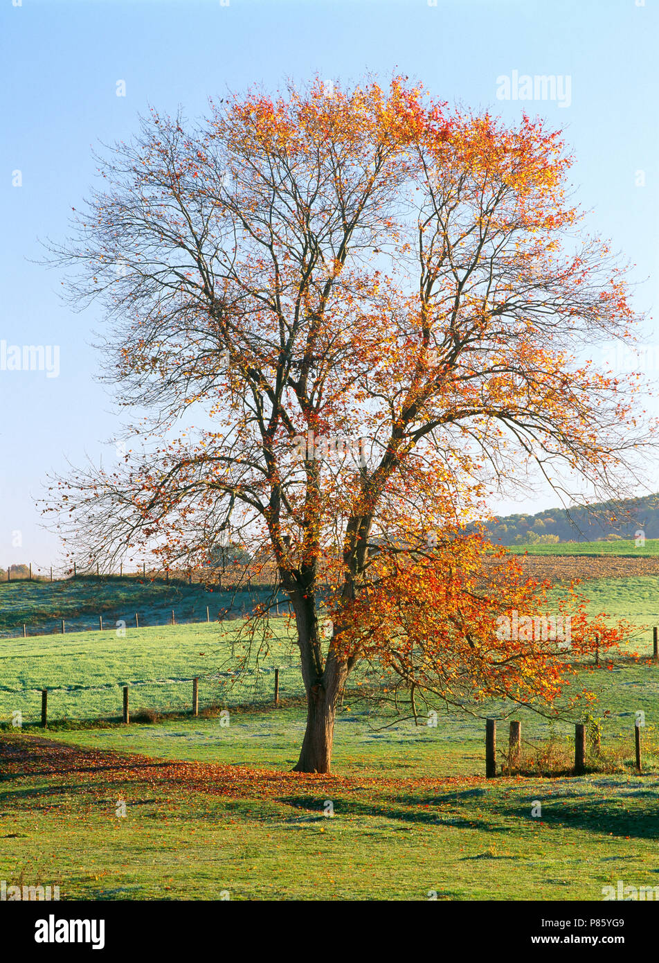 RED MAPLE TREE (ACER RUBRUM) SHEDDING LEAVES IN FALL [FOUR SEASONS ...