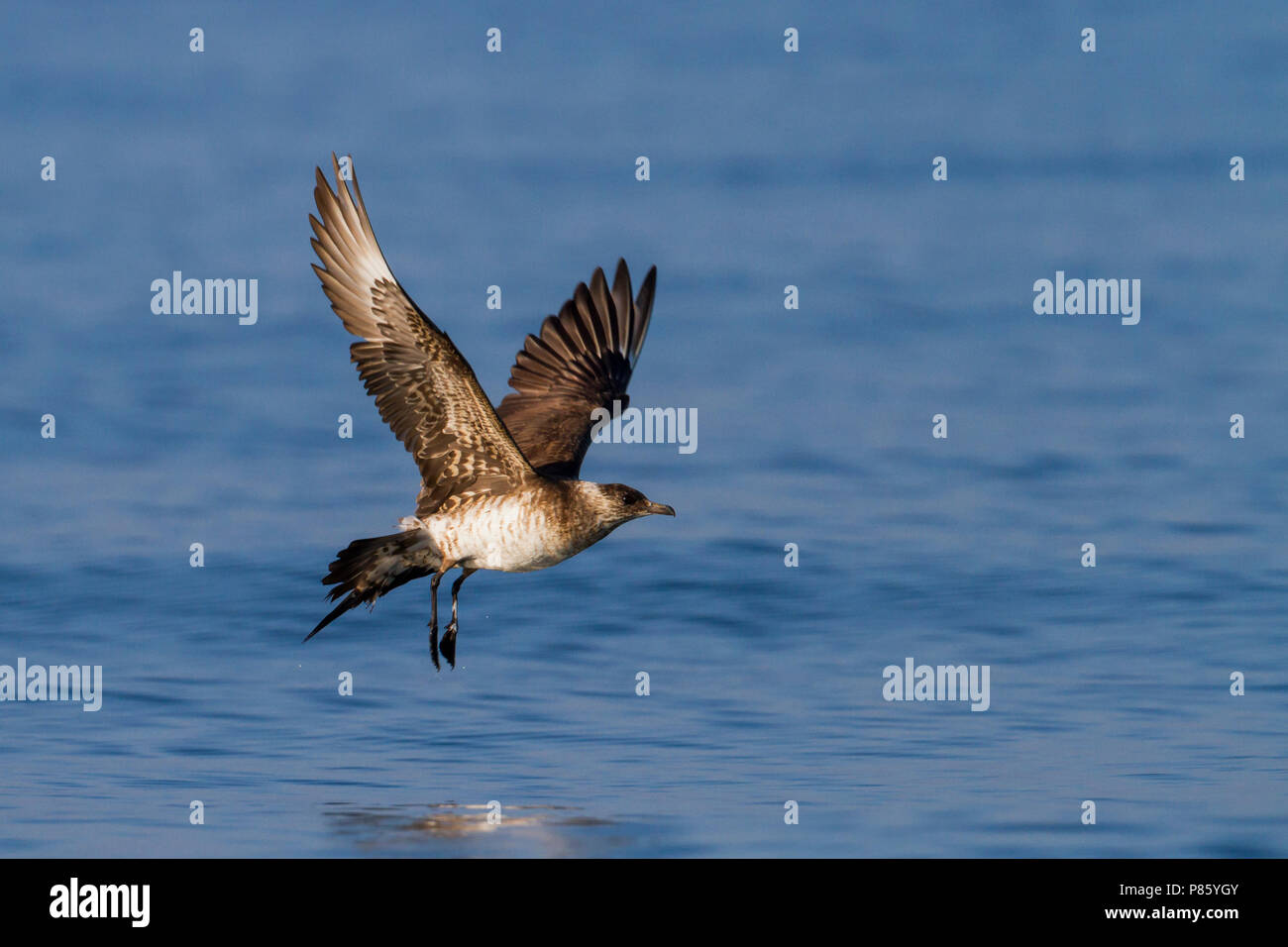 Kleine Jager, Parasitic Jaeger, Stercorarius parasiticus, Germany, 3rd ...