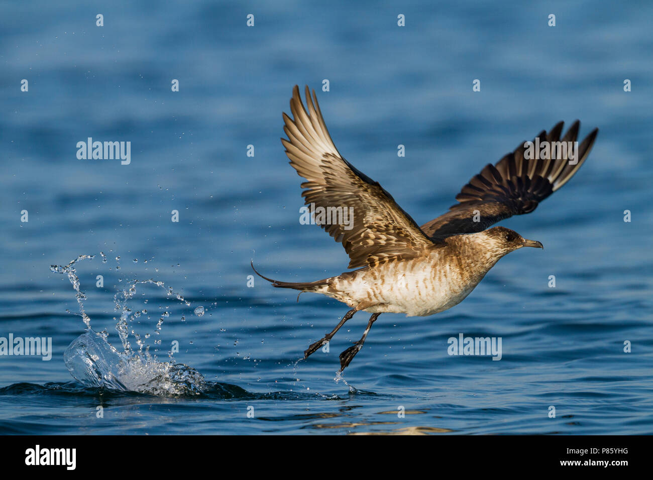 Kleine Jager, Parasitic Jaeger, Stercorarius parasiticus, Germany, 3rd ...