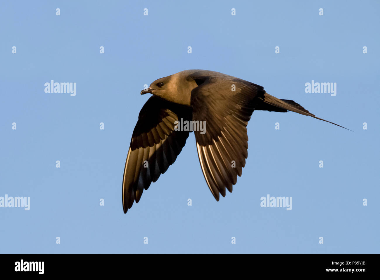 Kleine Jager, Parasitic Jaeger, Stercorarius parasiticus, Iceland ...