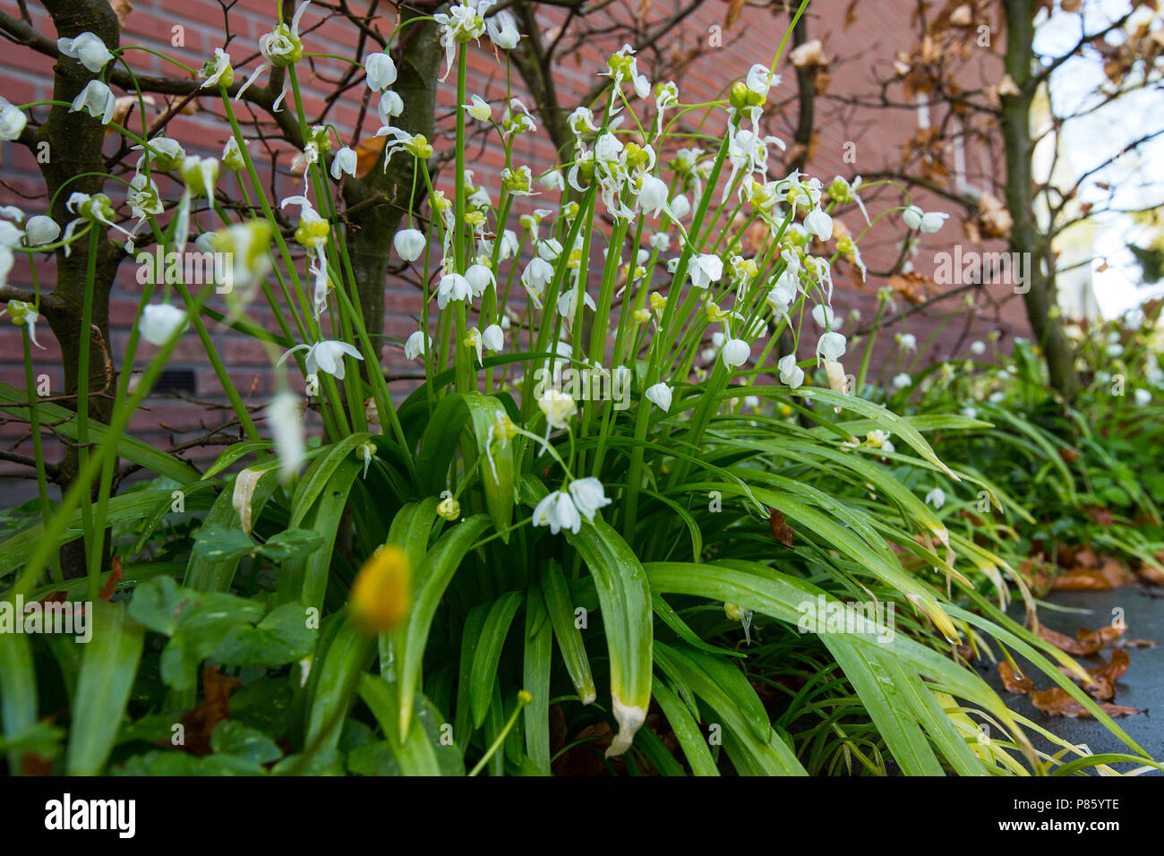 Armbloemig look, Few-flowered Leek Stock Photo - Alamy