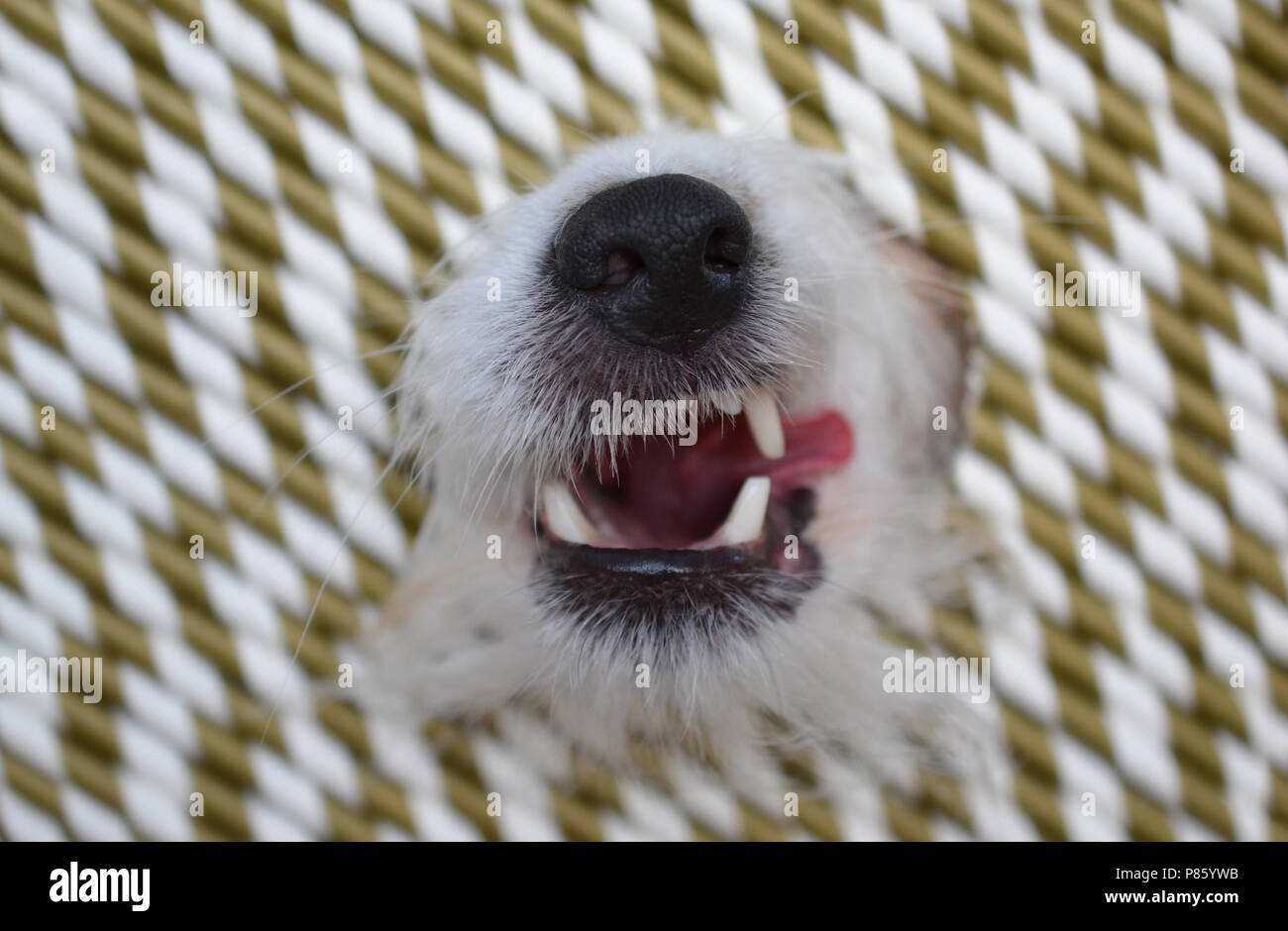 Angry dog mouth hi-res stock photography and images - Alamy
