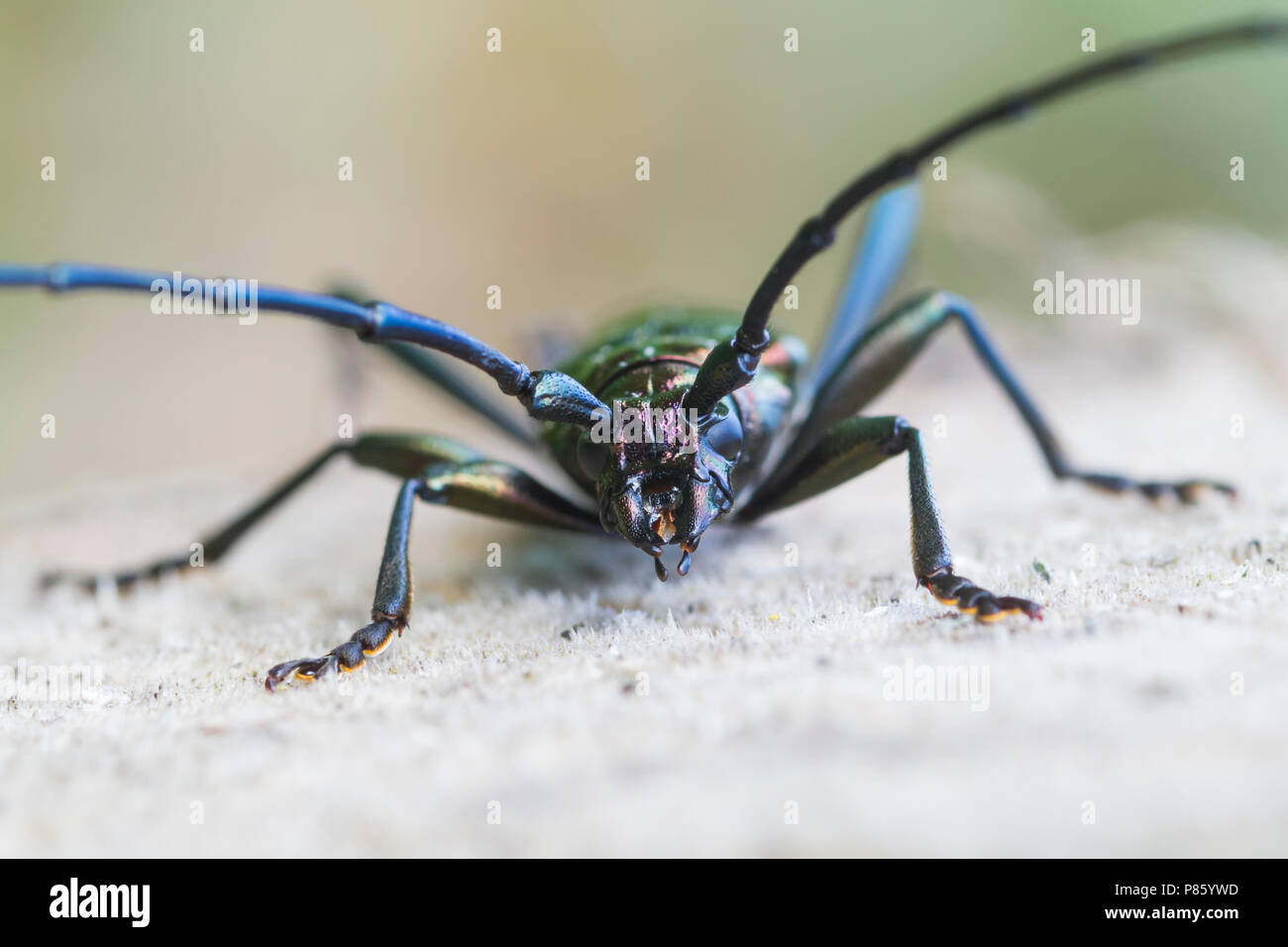 Aromia moschata - Musk Beetle - Moschusbock, Germany, imago, male Stock ...