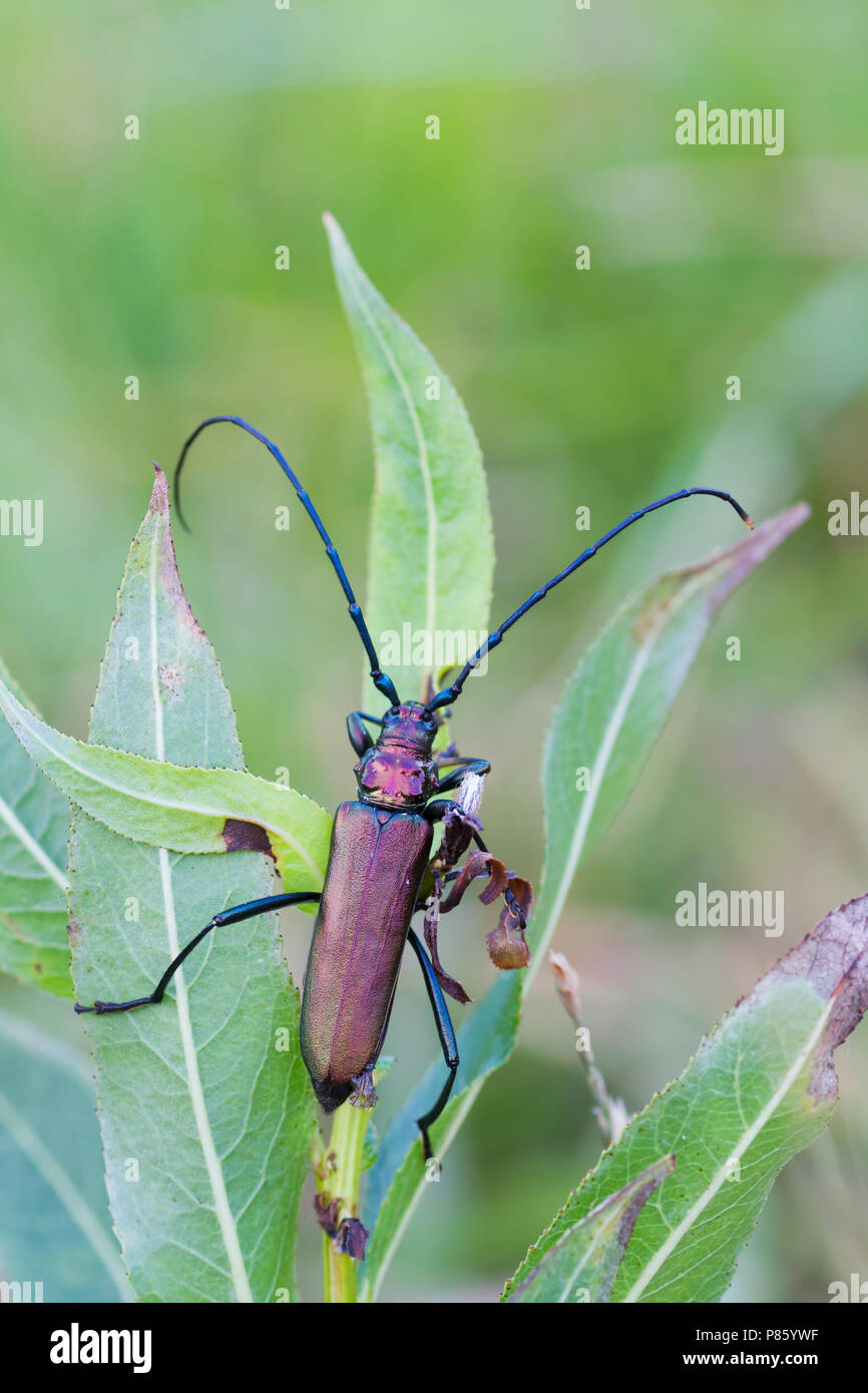 Aromia moschata - Musk Beetle - Moschusbock, Germany, imago, male Stock ...