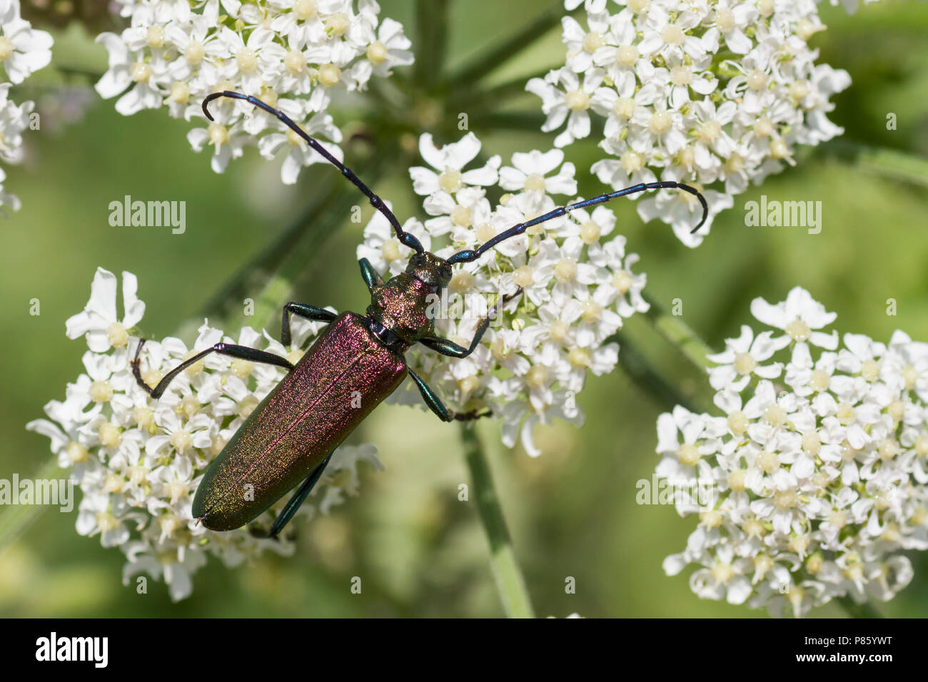 Moschusbock aromia moschata hi-res stock photography and images - Alamy
