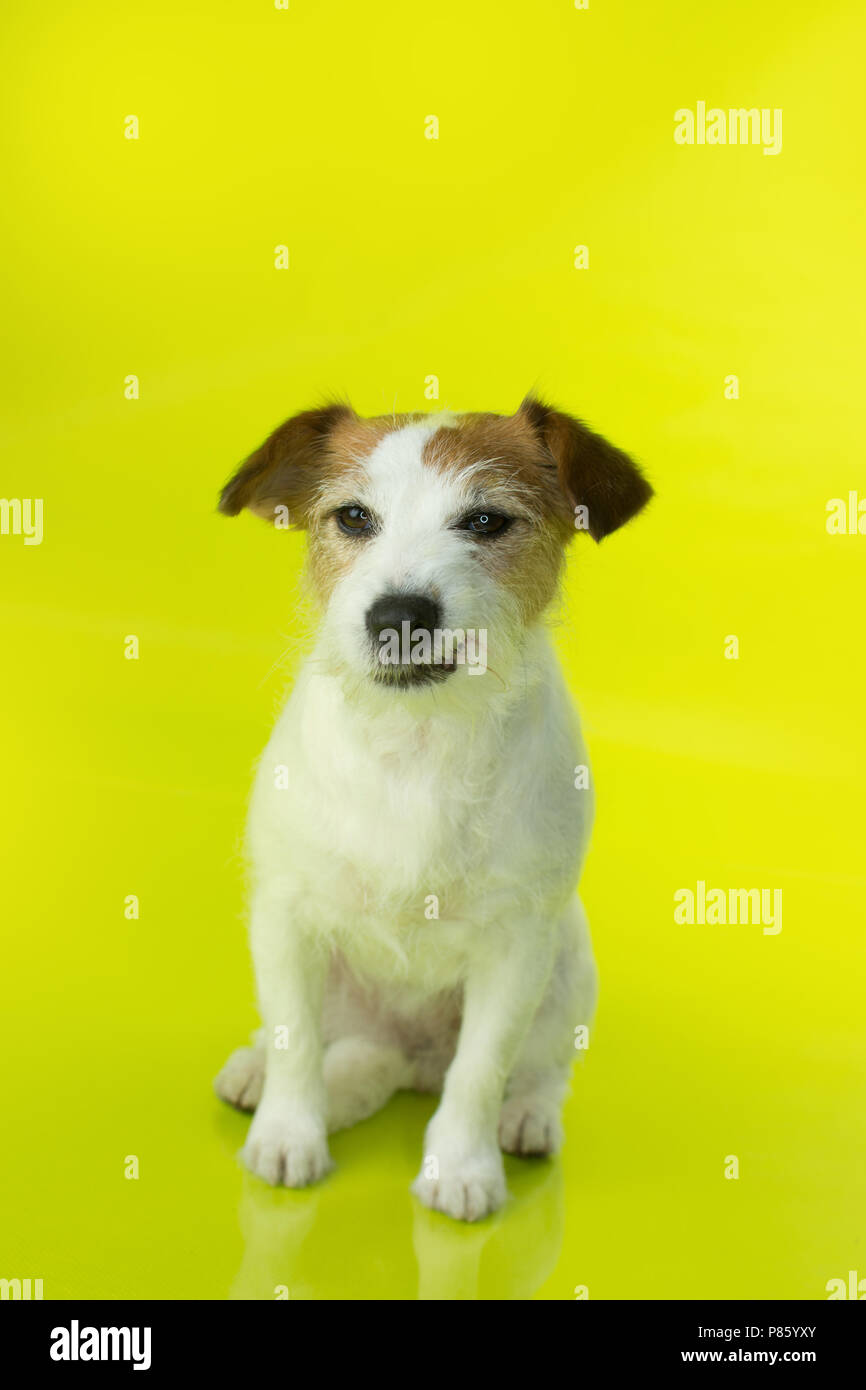 ANGRY AND FURIOUS JACK RUSSELL DOG SITTING ON YELLOW BACKGROUND ...