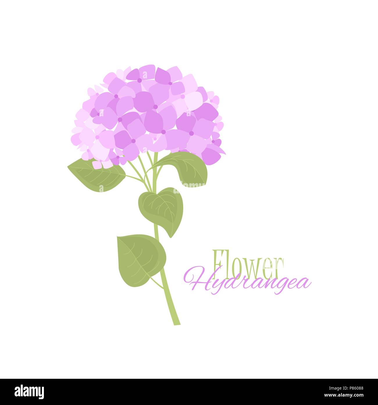 Vector illustration of hydrangea flower Background with blue flowers ...