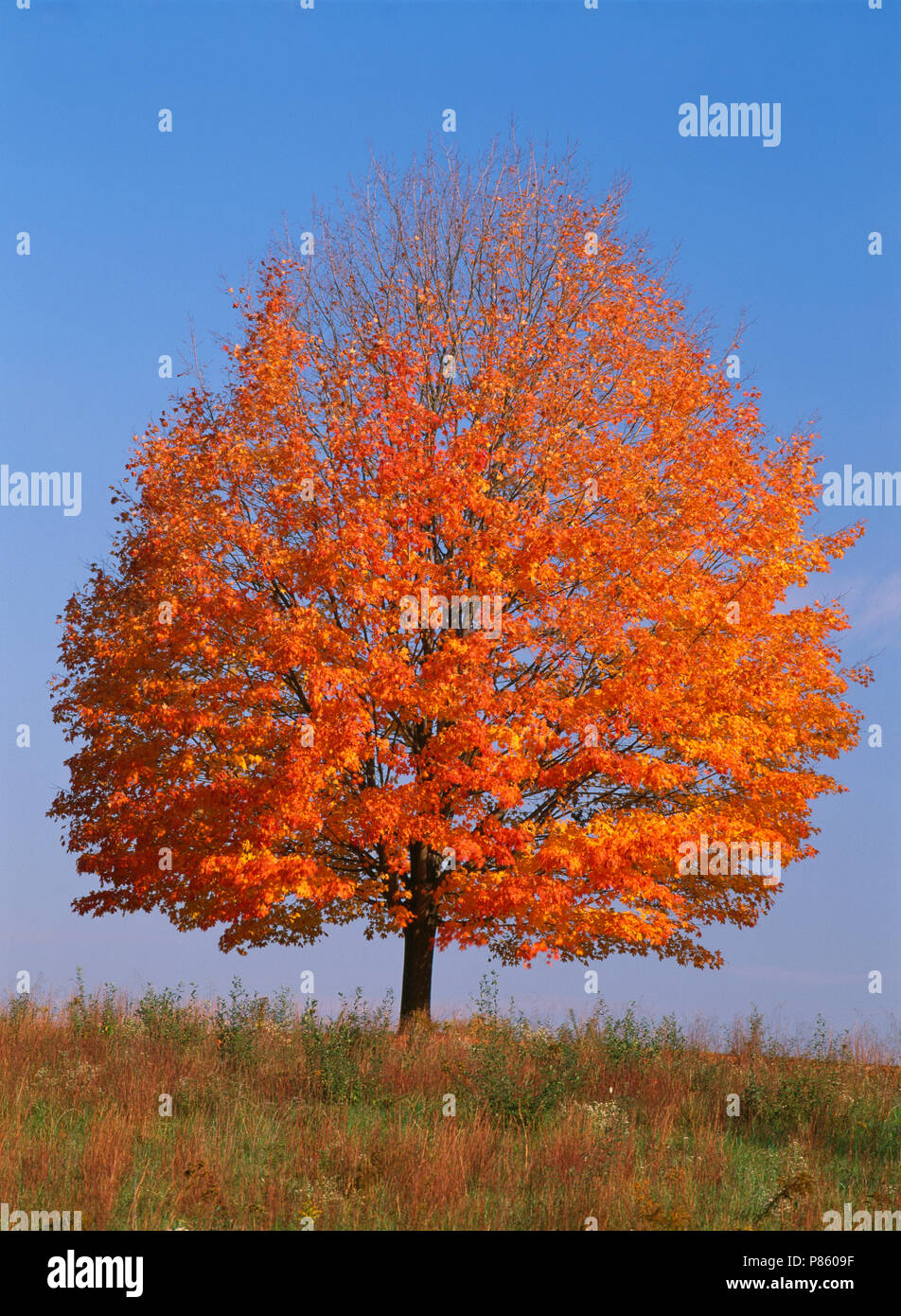SUGAR MAPLE TREE (ACER SACCHARUM) IN FALL / PENNSYLVANIA Stock Photo ...