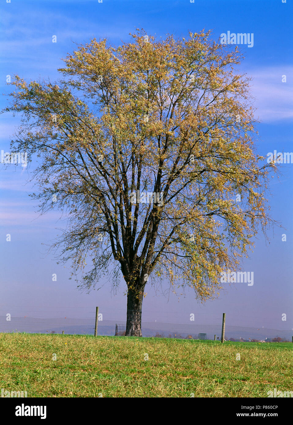 Silver Maple Tree Fall