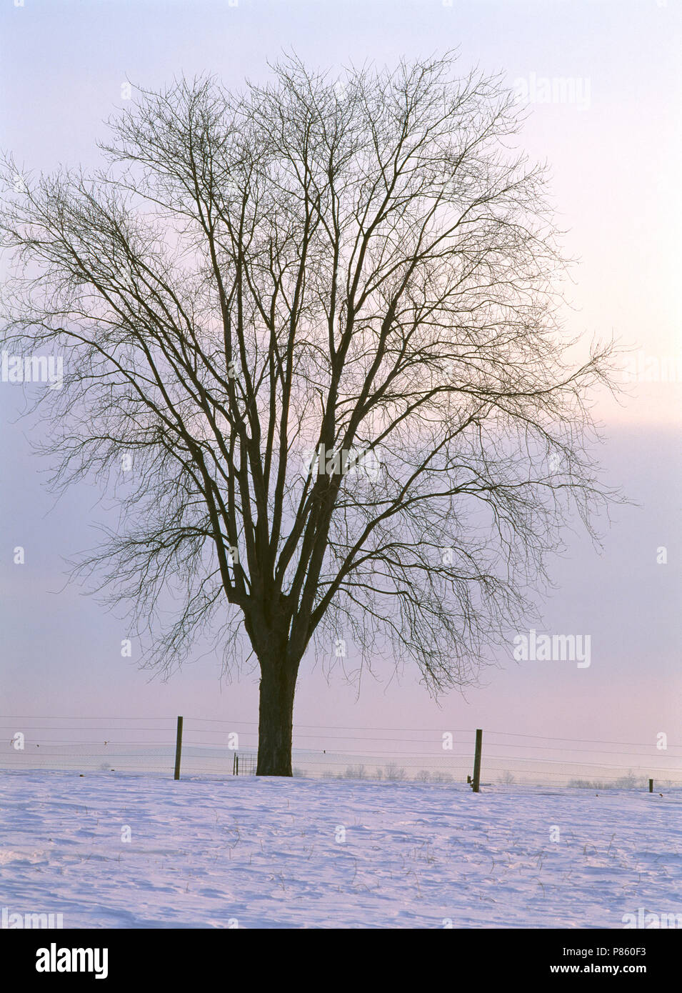 SILVER MAPLE TREE ON MISTY HILLSIDE IN WINTER (ACER SACCHARINUM) [FOUR ...