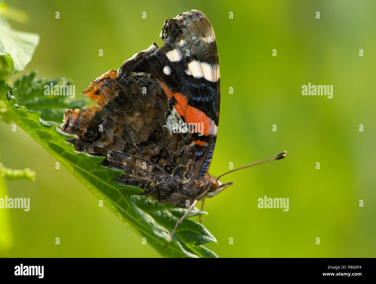 Vanessa butterfly hi-res stock photography and images - Alamy