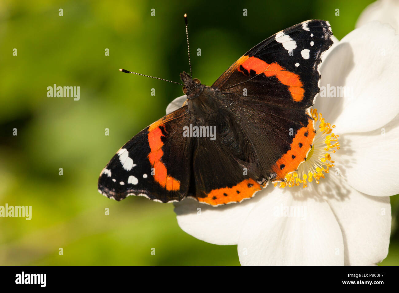 Vanessa butterfly hi-res stock photography and images - Alamy