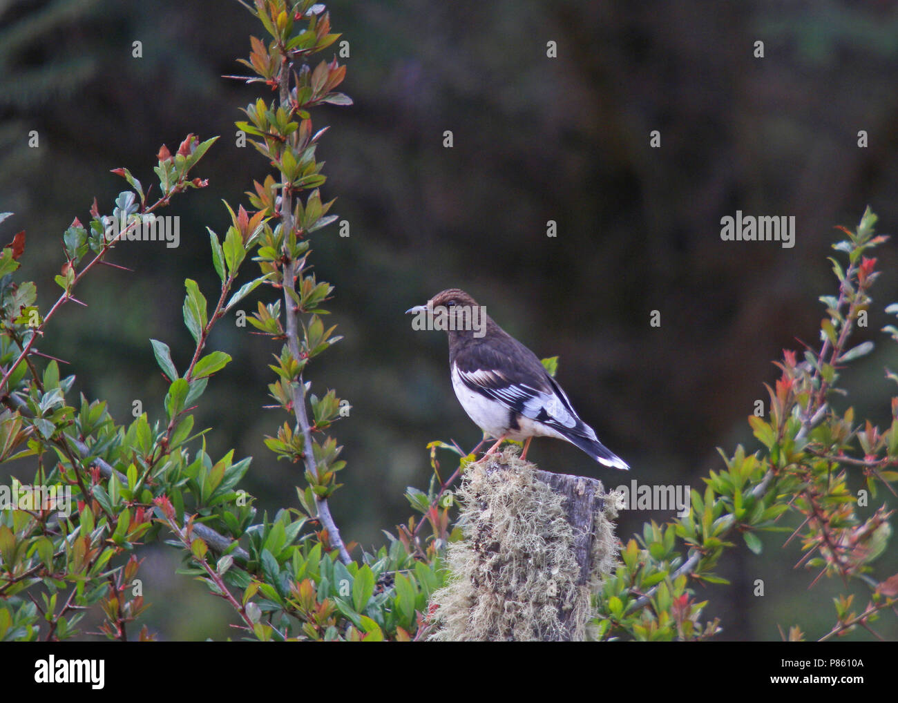 Aztec Thrush, Turdus Poecilopterus Stock Photo - Alamy