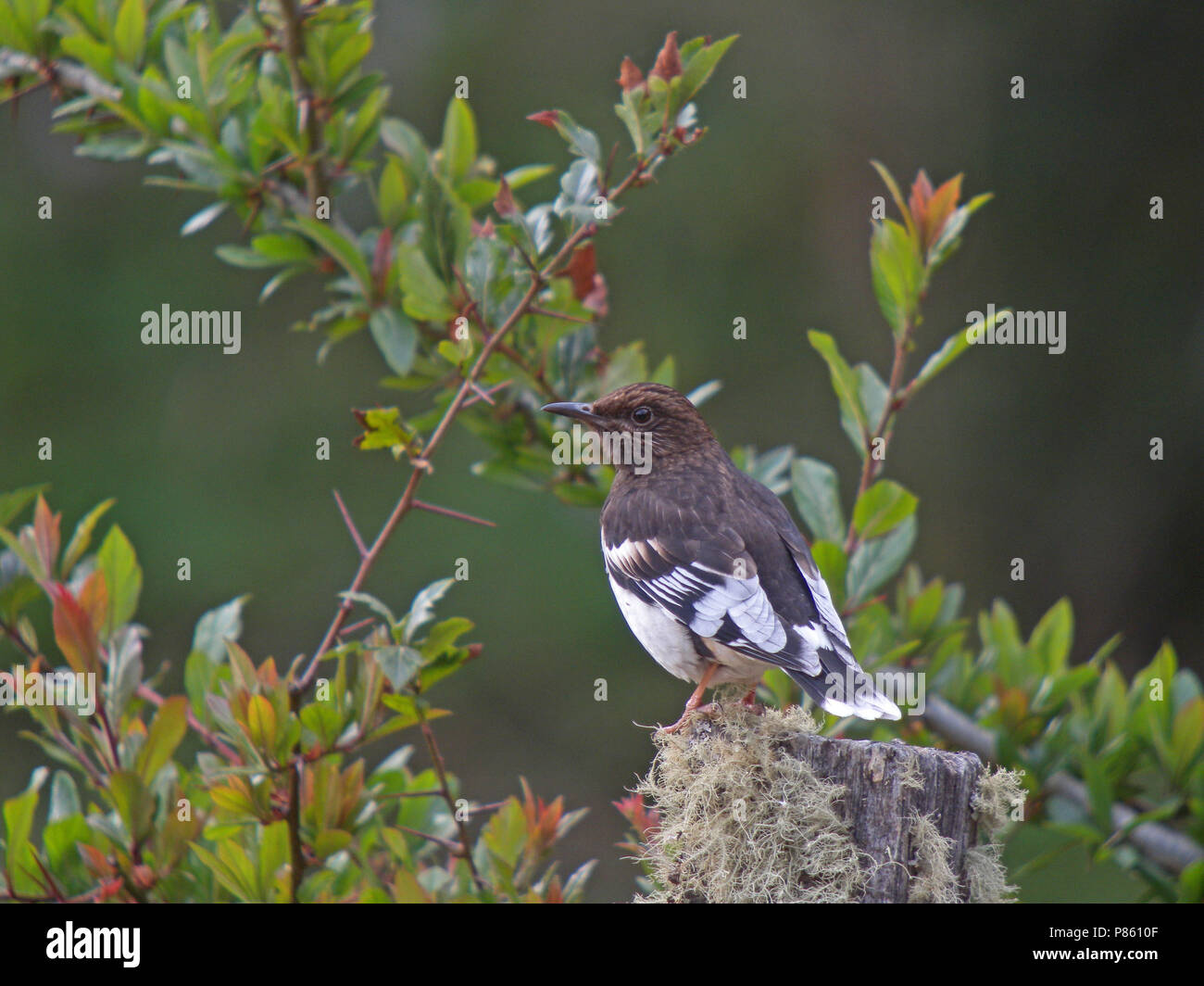 Aztec thrush hi-res stock photography and images - Alamy