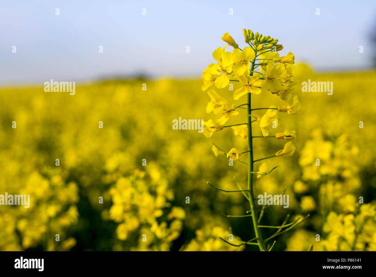 Canola, rapeseed field blooming Stock Photo - Alamy