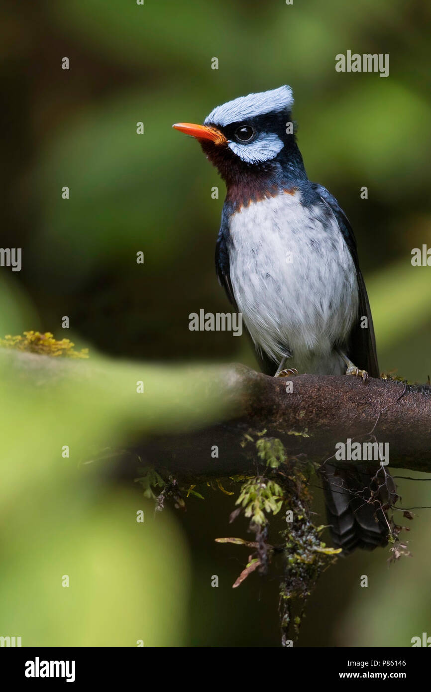 Birds of fiji hi-res stock photography and images - Alamy