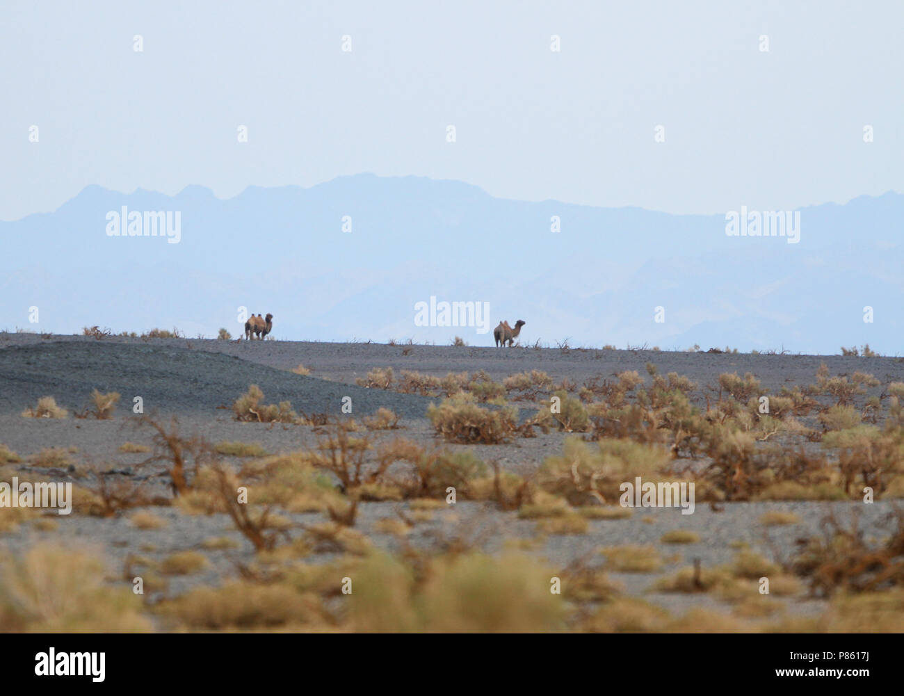 Wild Bactrian Camel (Camelus ferus) walking in the Gobi desert in ...