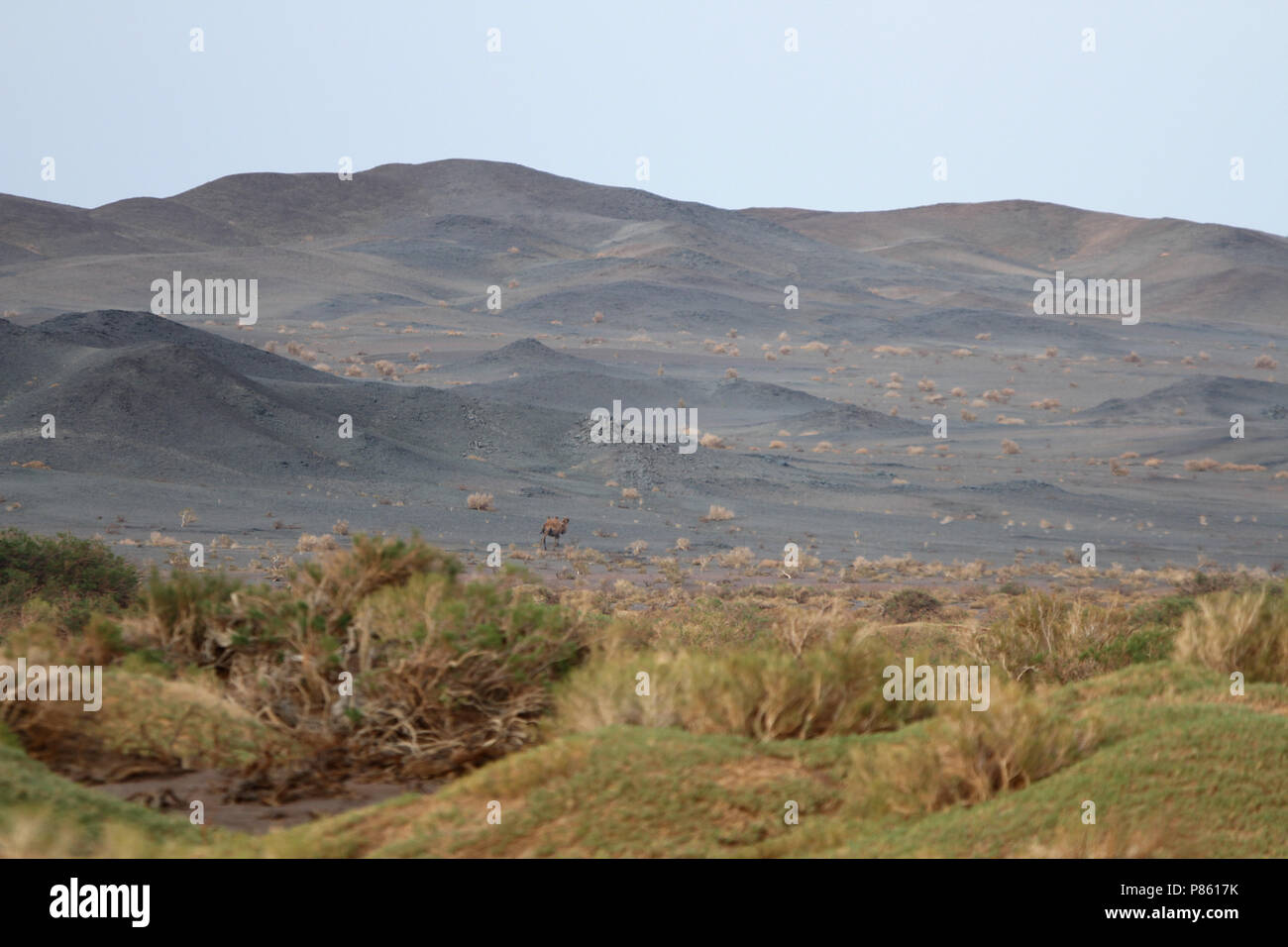 Wild Bactrian Camel (Camelus ferus) walking in the Gobi desert in ...