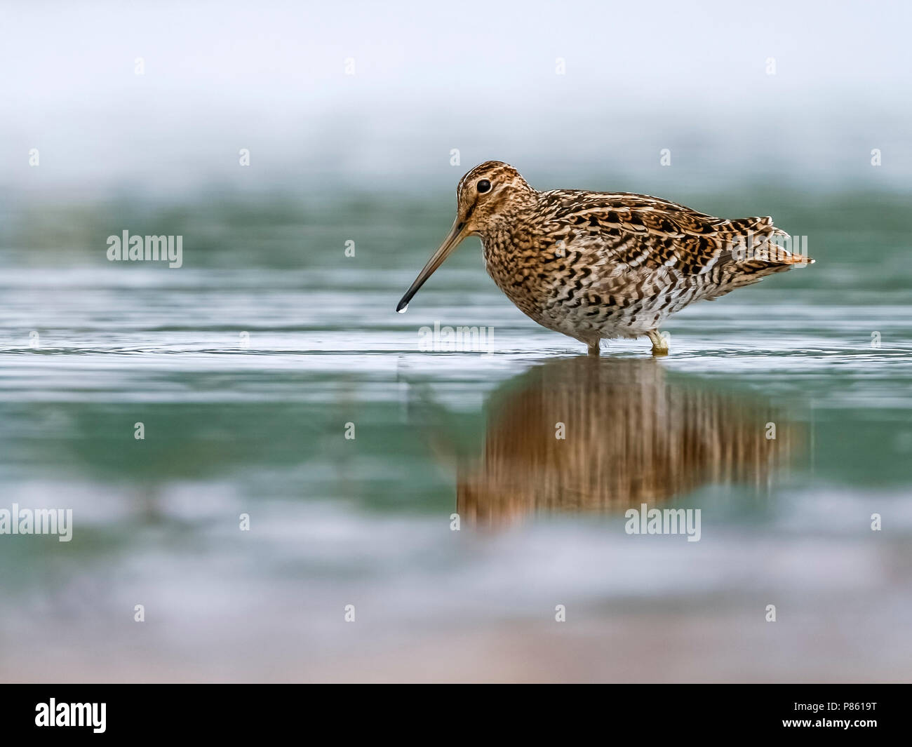 Great snipe hi-res stock photography and images - Alamy