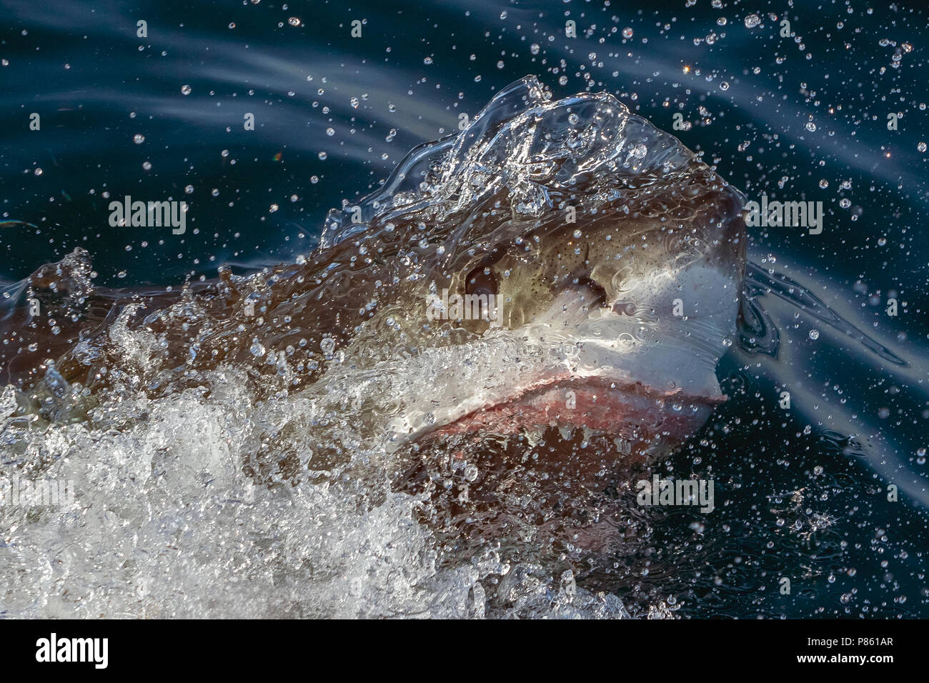 Fur seal and shark hi-res stock photography and images - Alamy