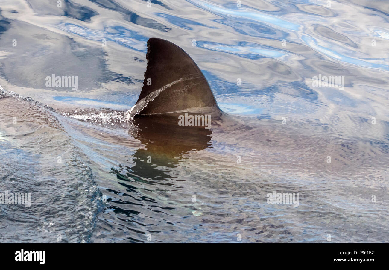 Dorsal Fin of Great White Shark near Seal Island in False Bay, South ...