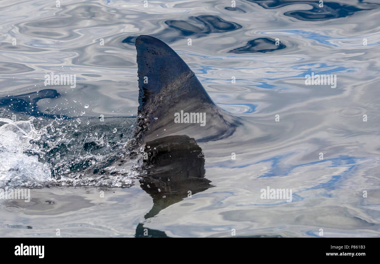 Dorsal Fin of Great White Shark near Seal Island in False Bay, South ...
