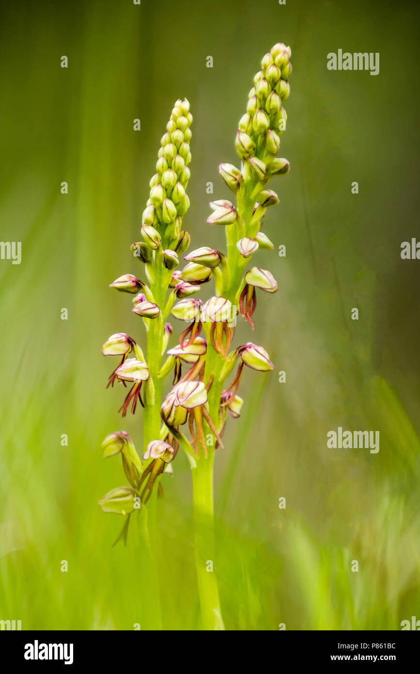 Greater butterfly orchis hi-res stock photography and images - Alamy