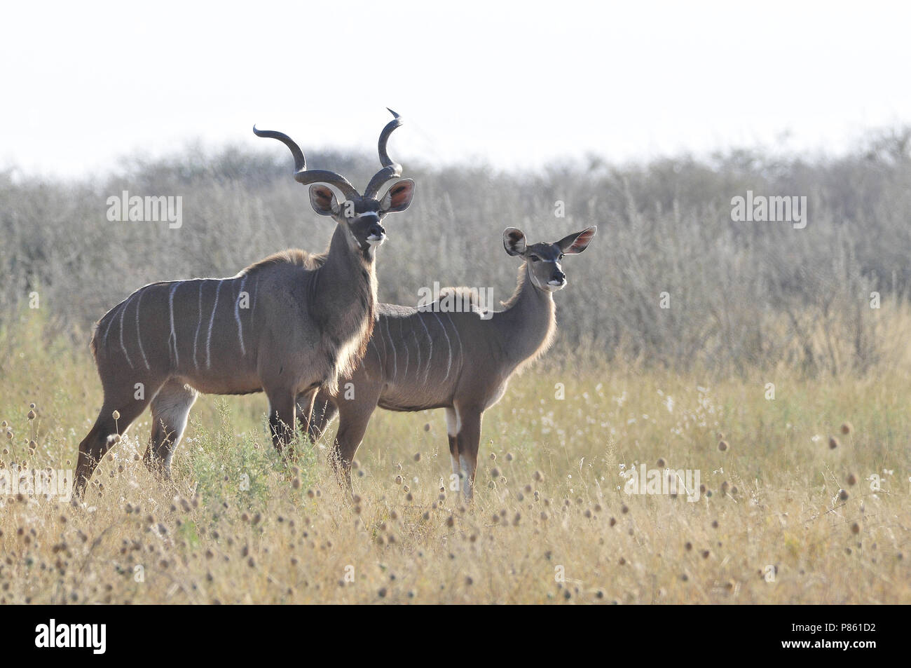 Grote koedoe hi-res stock photography and images - Alamy