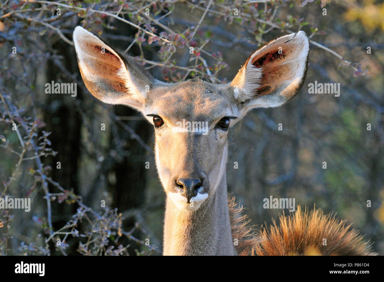 Grote koedoe hi-res stock photography and images - Alamy
